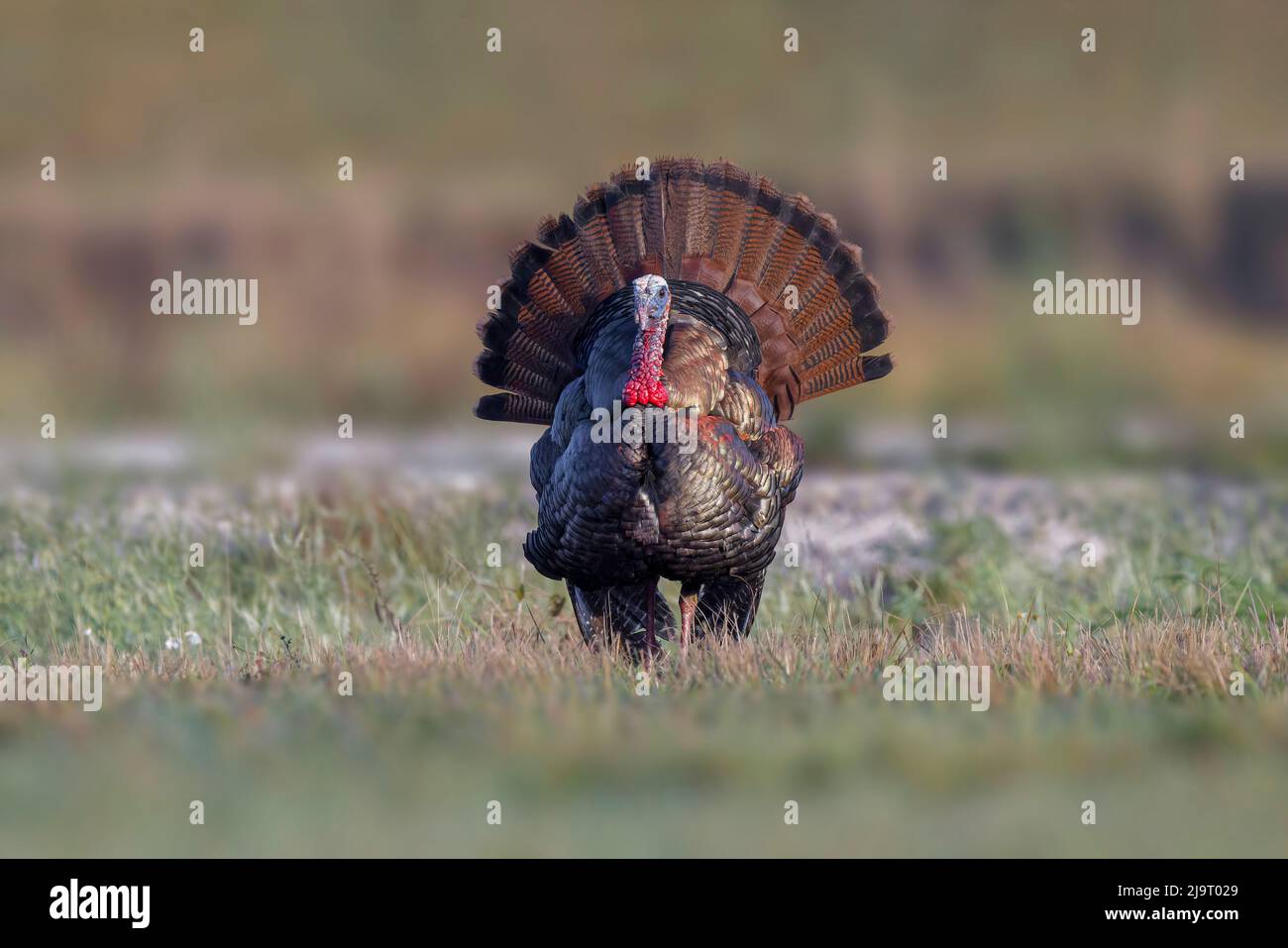 Osceola turkey, near Stick Marsh, Florida Stock Photo - Alamy