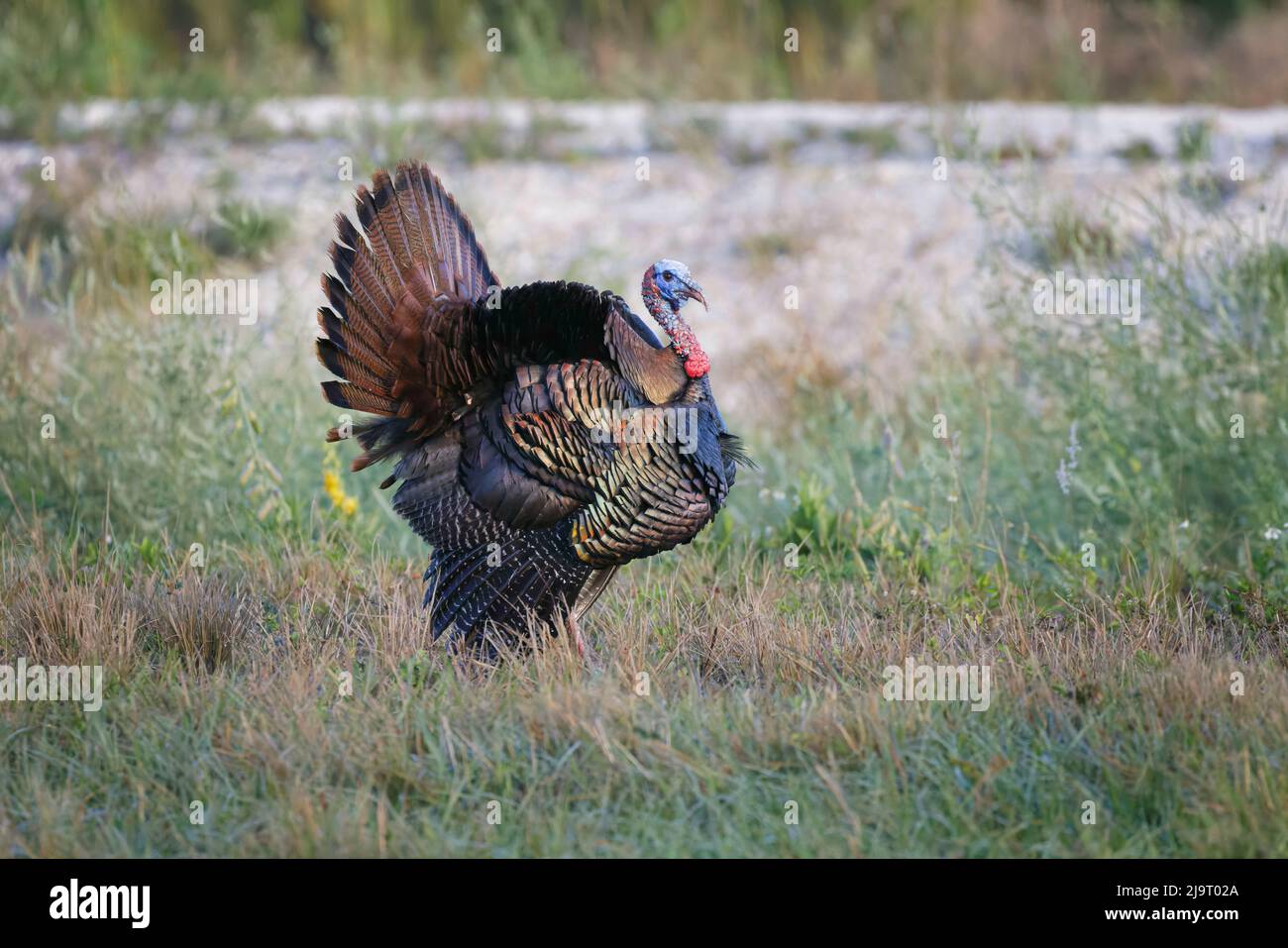 Osceola turkey hi-res stock photography and images - Alamy