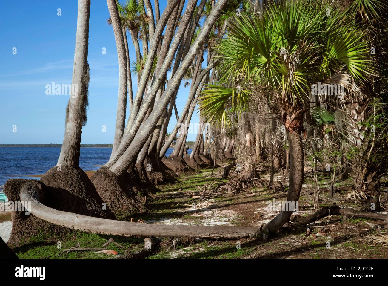 Sable palm trees along shoreline of Harney Lake at sunset, Florida ...