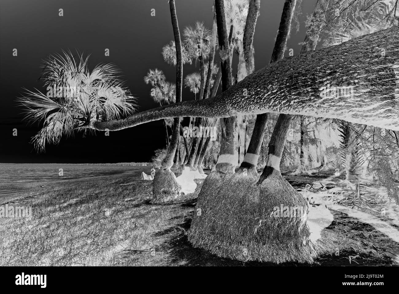 Sable palm tree along shoreline of Harney Lake at sunset, Florida Stock ...