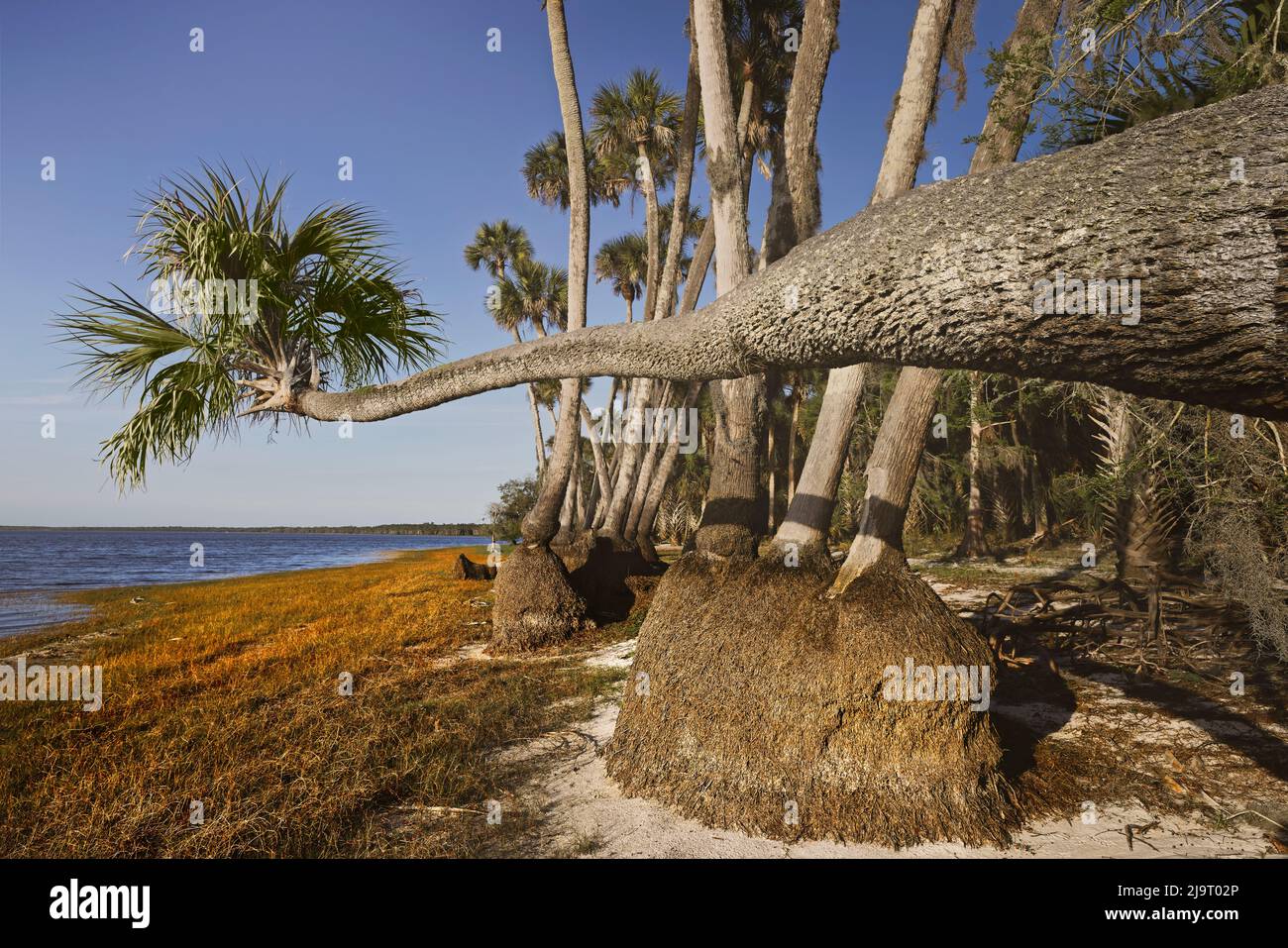 Sable tropical hi-res stock photography and images - Alamy