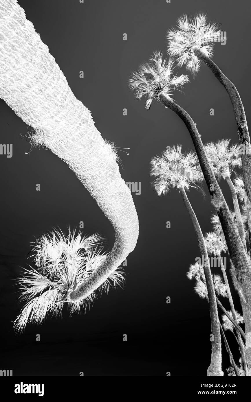 Sable palm tree along shoreline of Harney Lake at sunset, Florida Stock ...