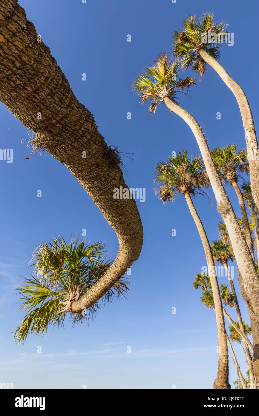 Sable palm tree along shoreline of Harney Lake at sunset, Florida Stock ...