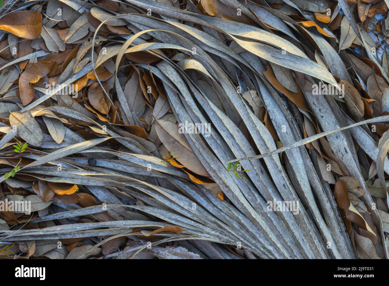 Sable palm frond on the ground, Harney Lake, Florida Stock Photo - Alamy