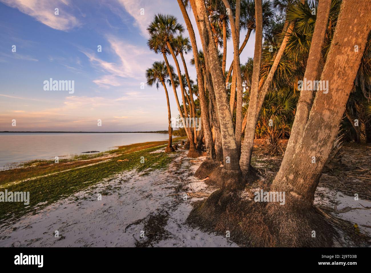 Sable palm trees along shoreline of Harney Lake at sunset, Florida ...