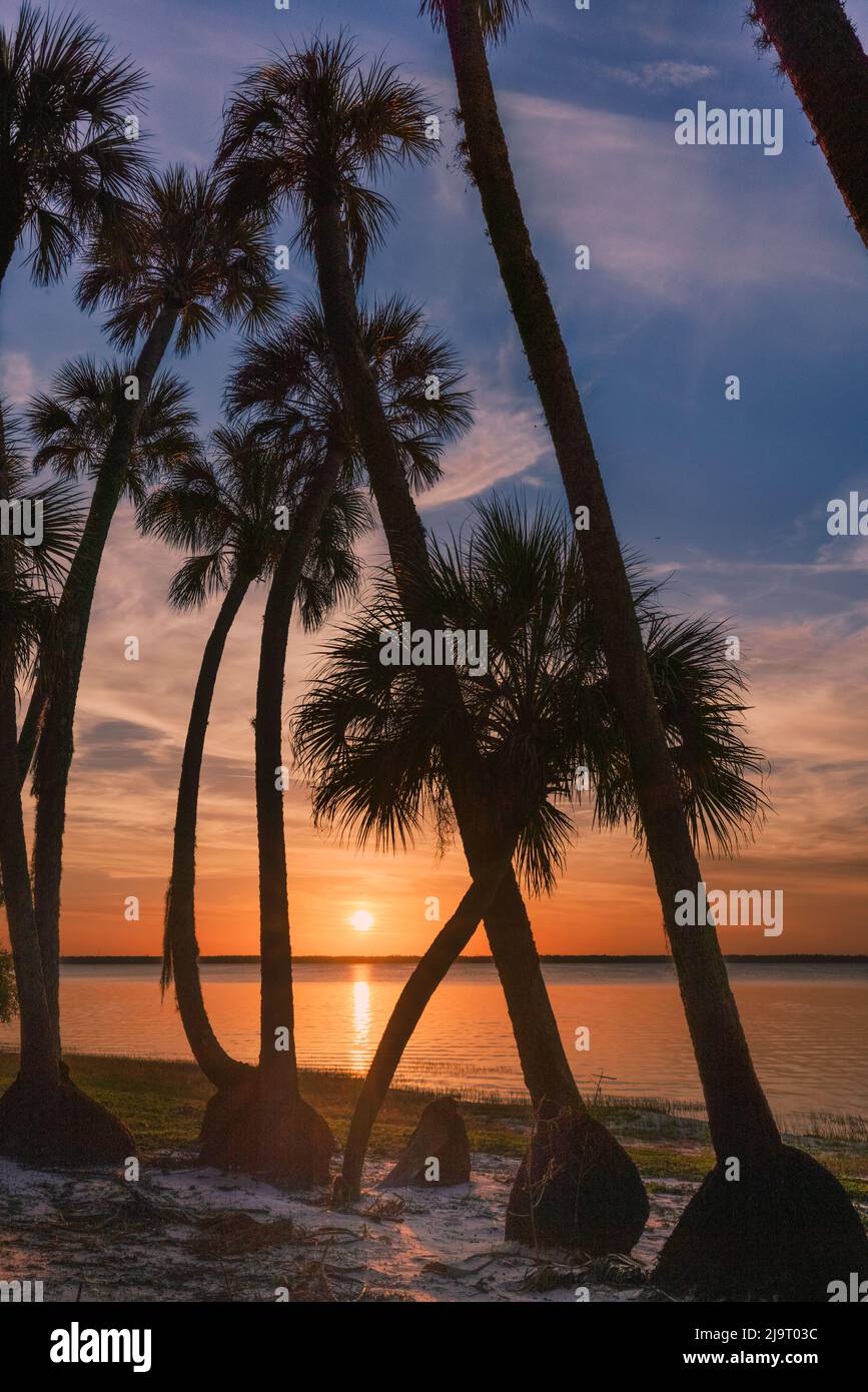 Sable palm tree silhouetted along shoreline of Harney Lake at sunset ...