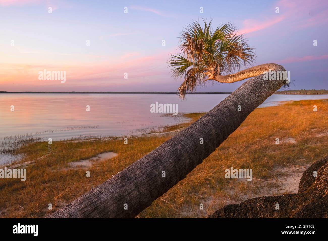 Sable palm tree along shoreline of Harney Lake at sunset, Florida Stock ...