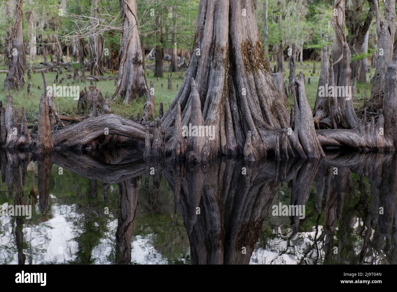 Cypress tree st johns river hi-res stock photography and images - Alamy