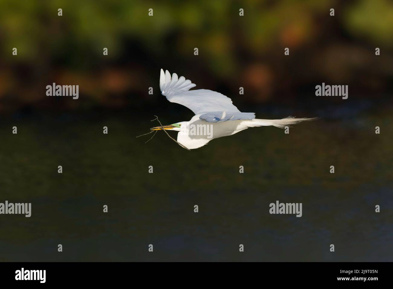 Great egret flying, bringing nest material to nest site. Venice rookery ...