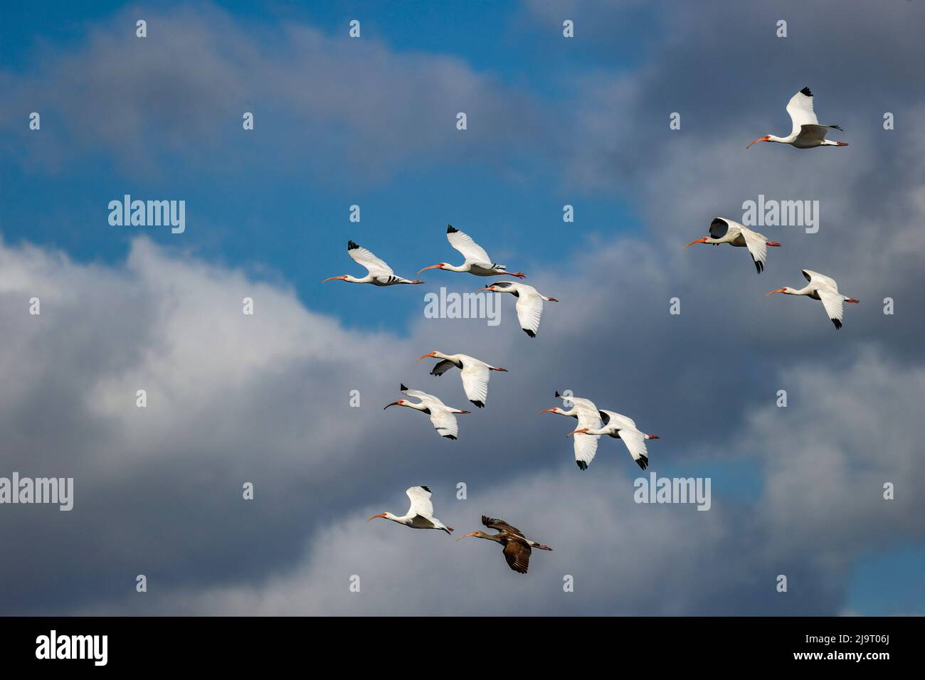 Flock of American white ibis flying, Merritt Island National Wildlife ...