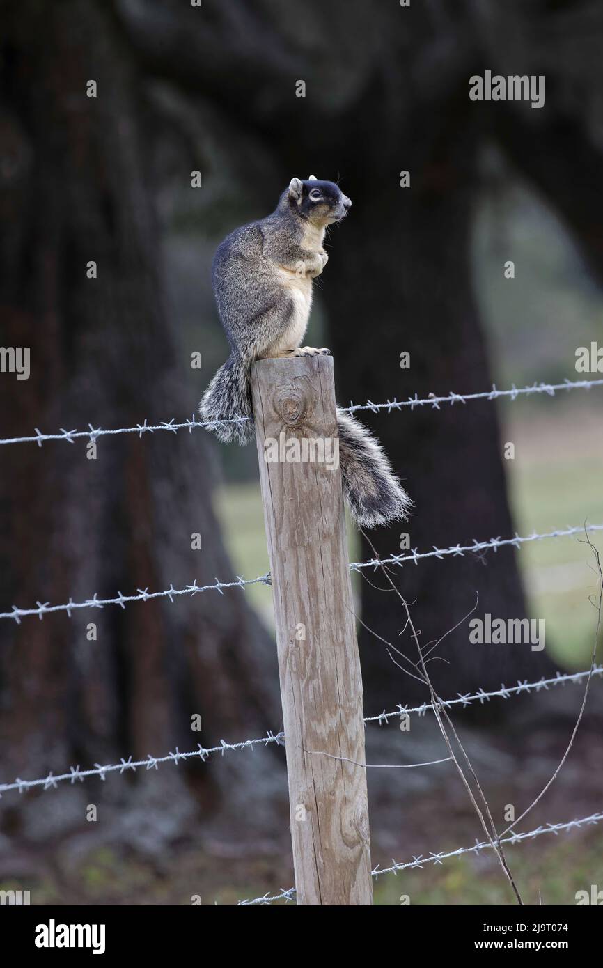 Shermans squirrel hi-res stock photography and images - Alamy