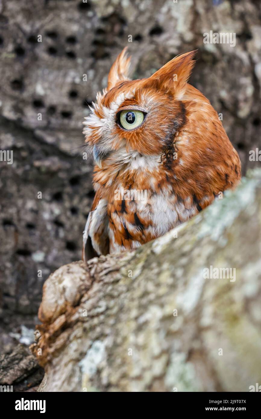 Eastern screech owl, Florida Stock Photo - Alamy