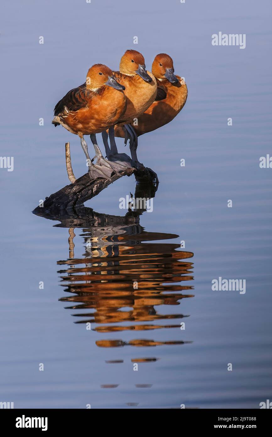 Trio of female Black-bellied whistling ducks and their reflection, Lake ...
