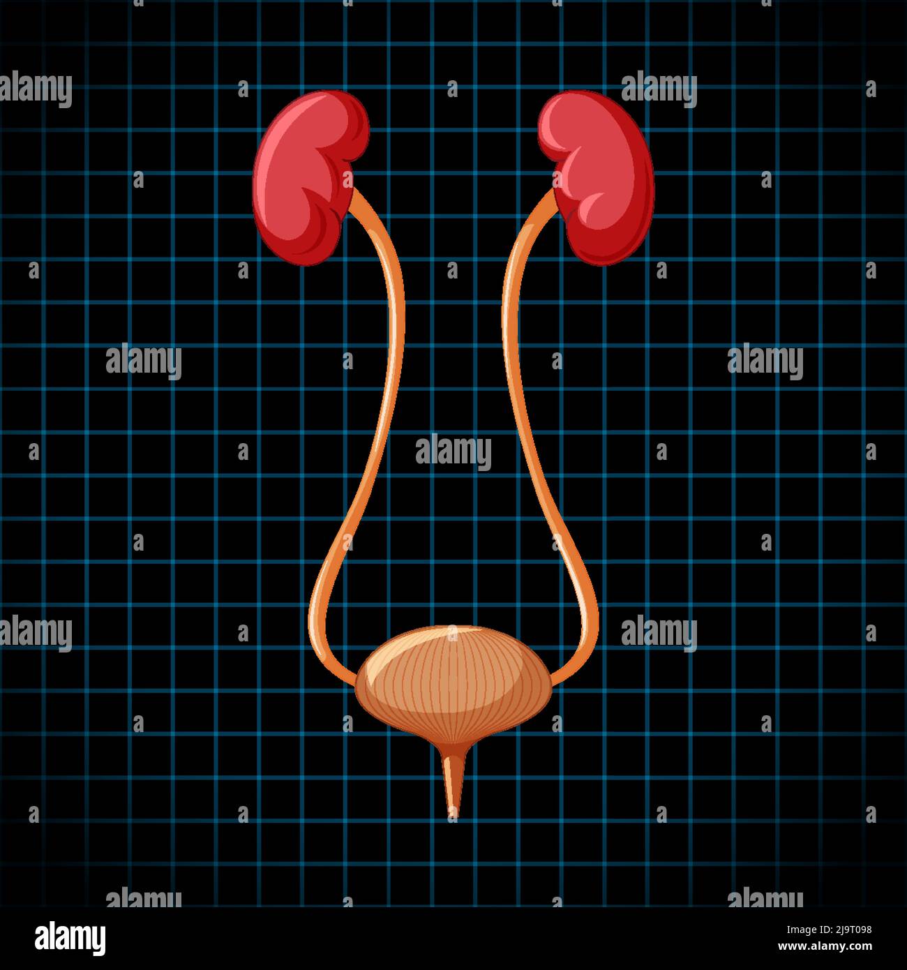 Human internal organ with kidneys and bladder illustration Stock Vector ...