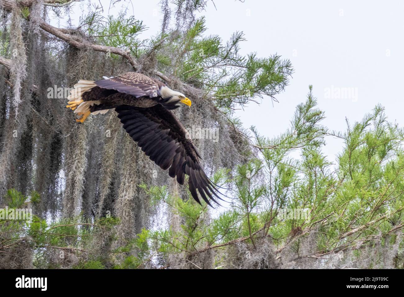 Bald eagle flying from tree hi-res stock photography and images - Alamy