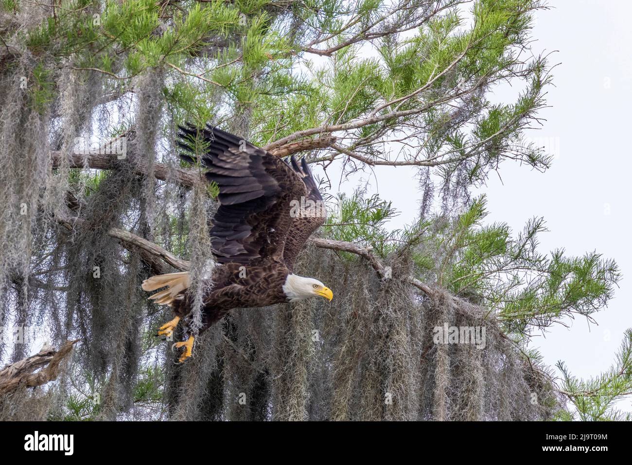 Usa, Florida. Bald eagle flying from the cypress trees at Lochloosa ...