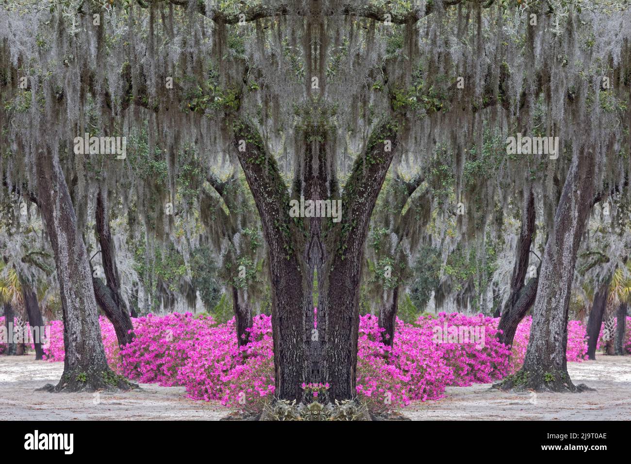 Live oak trees draped in Spanish moss and azaleas in full bloom in ...