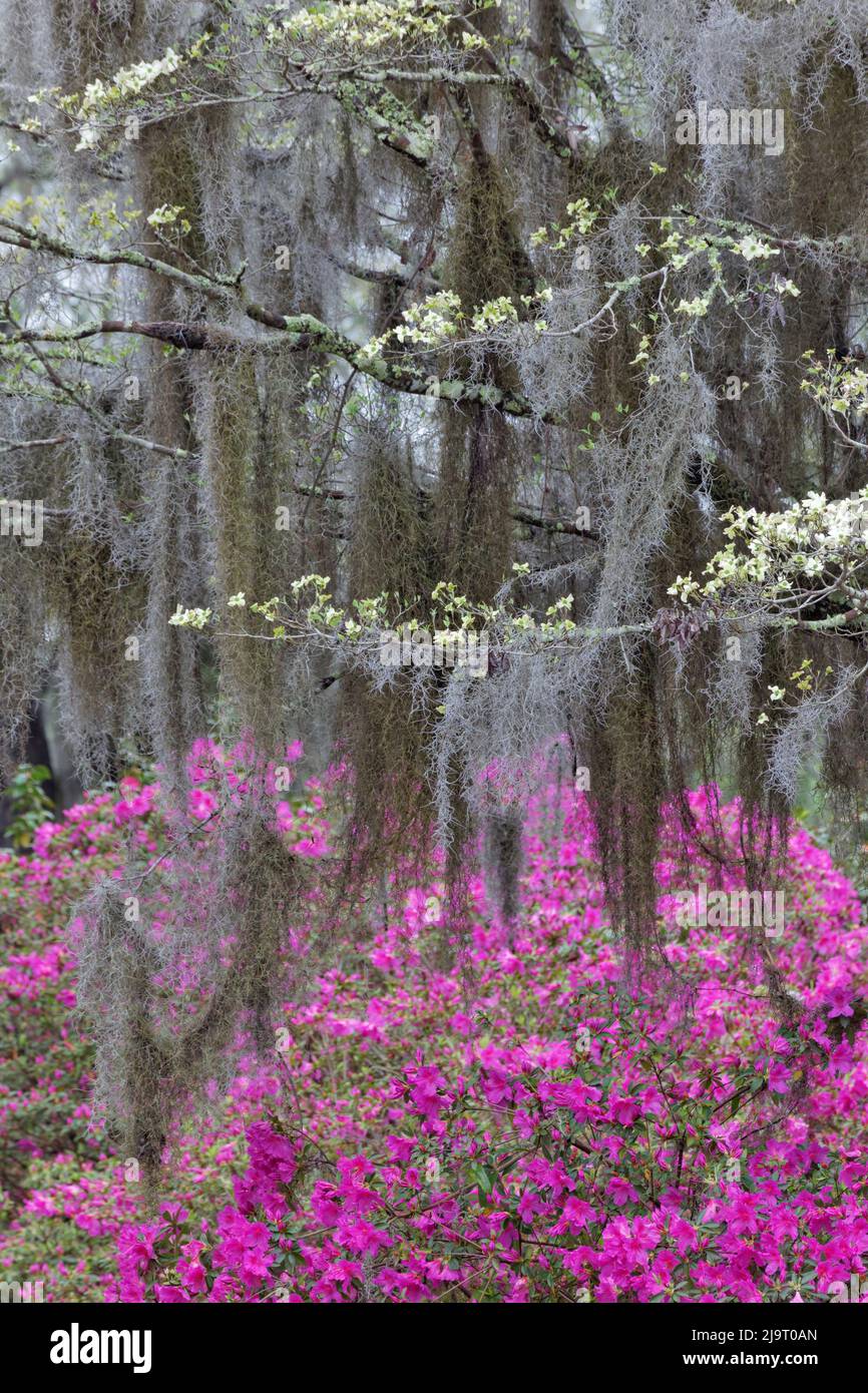 Purple Flowering Trees In Georgia