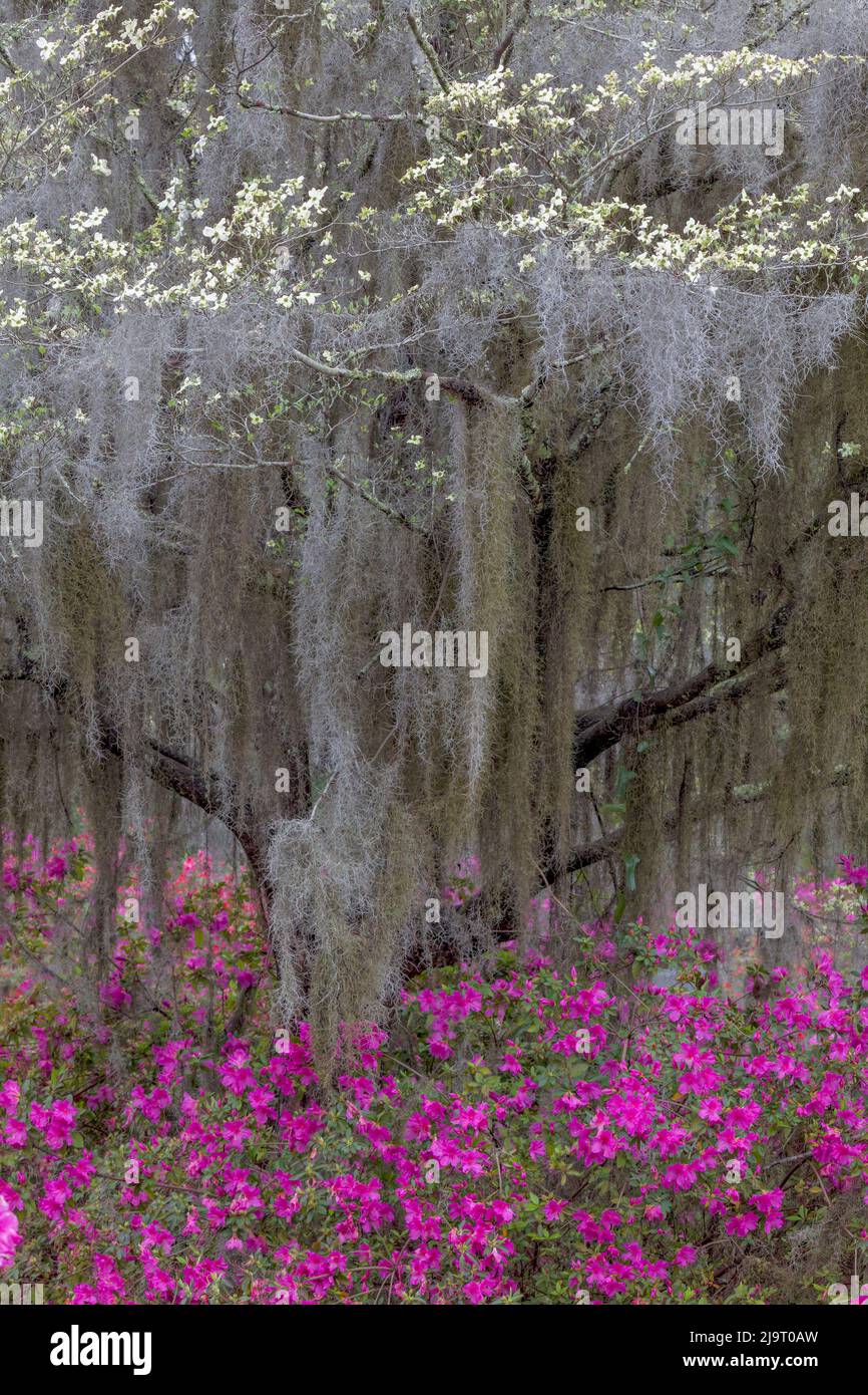 Flowering dogwood trees and azaleas in full bloom in spring ...