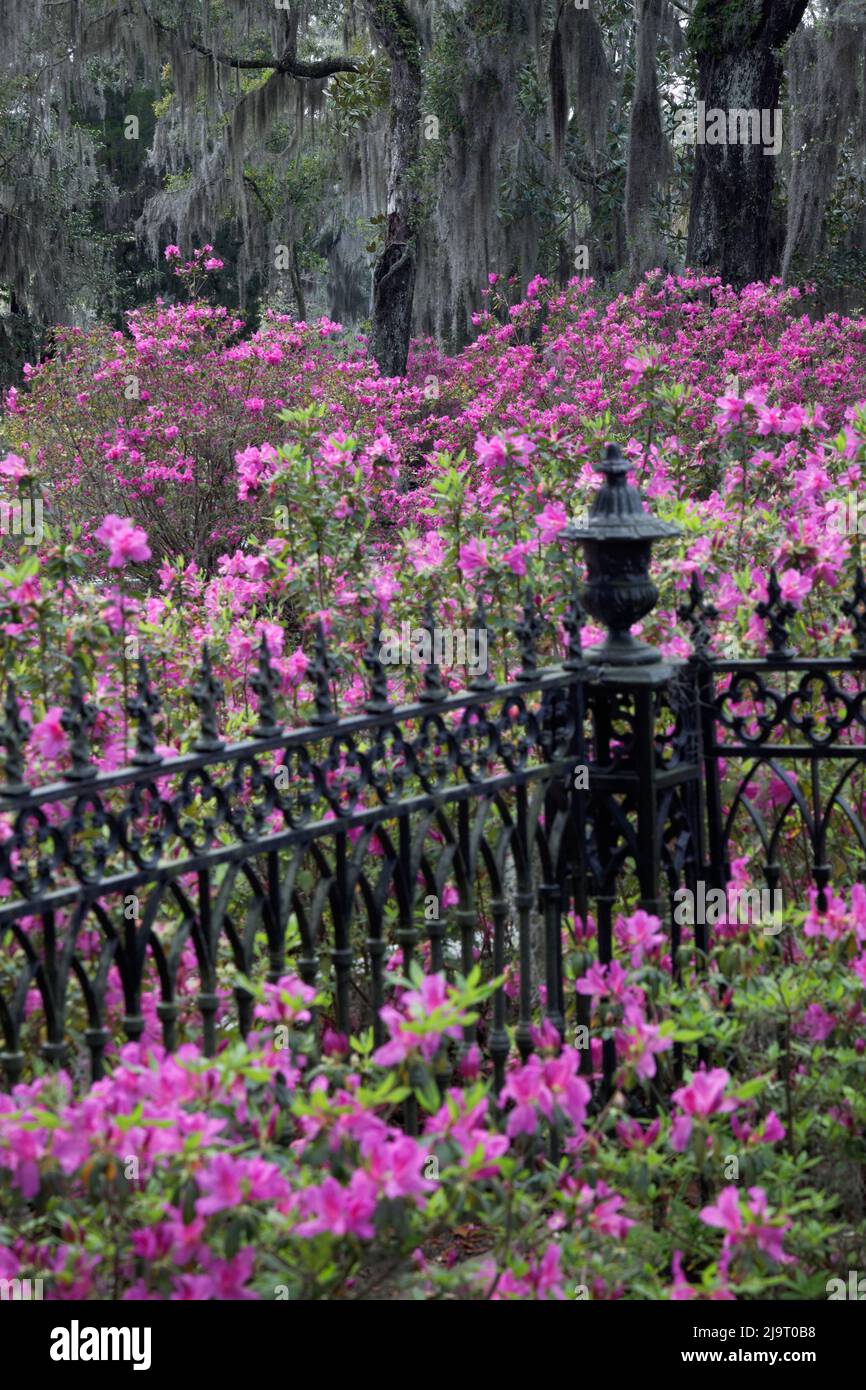 Iron fence and azaleas in full bloom, Bonaventure Cemetery, Savannah ...