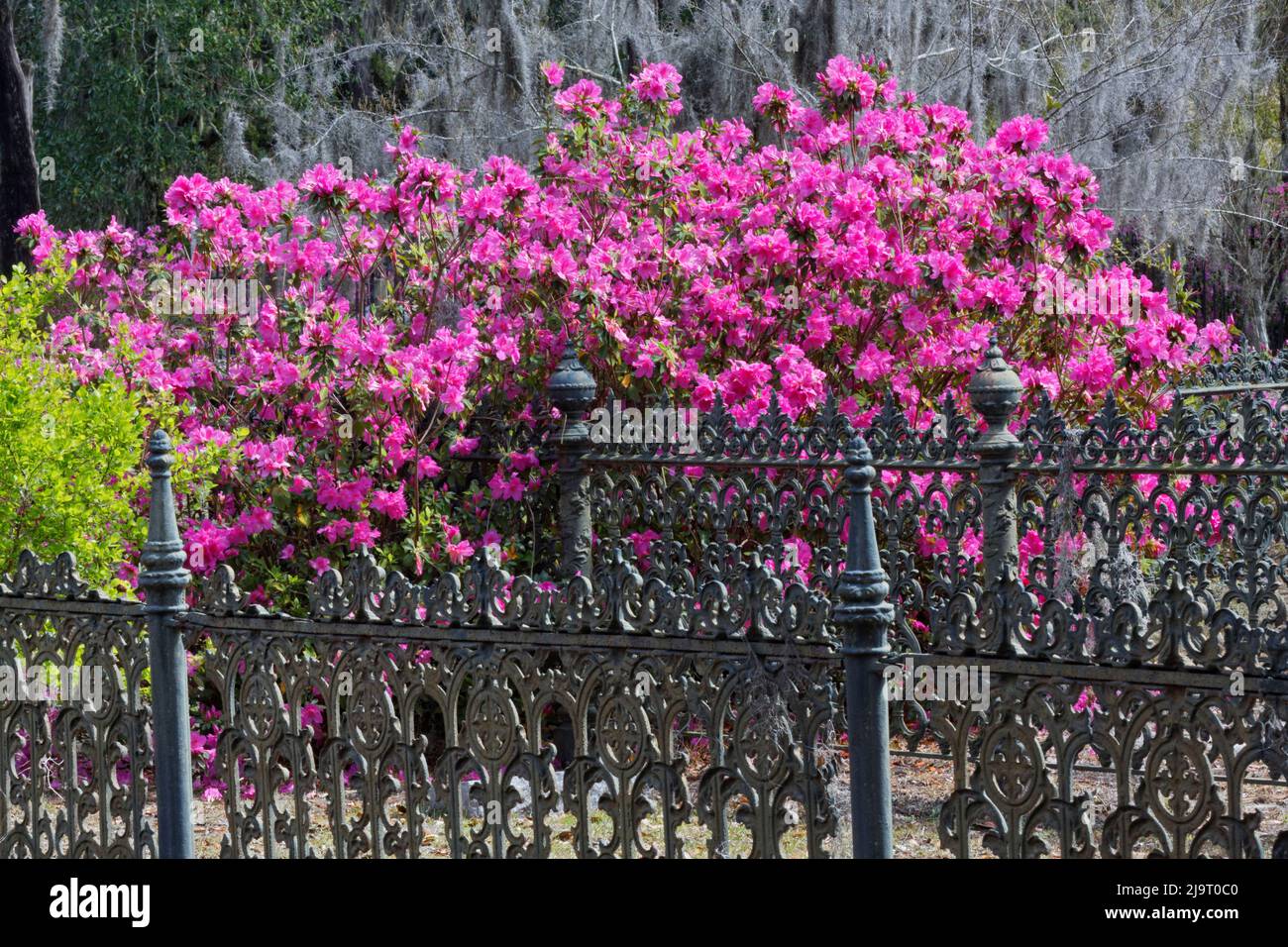 Iron fence and azaleas in full bloom, Bonaventure Cemetery, Savannah ...