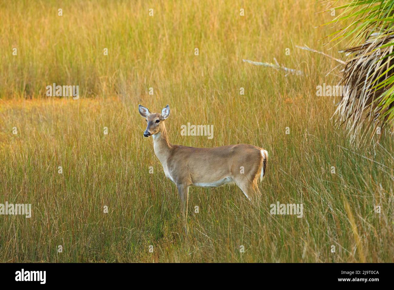 Georgia state park deer hi-res stock photography and images - Alamy