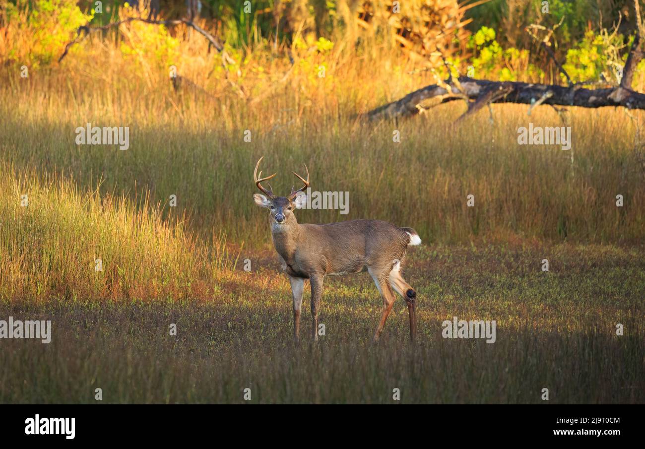USA, Georgia, Savannah. Buck in the marsh at Skidaway Island Stock ...