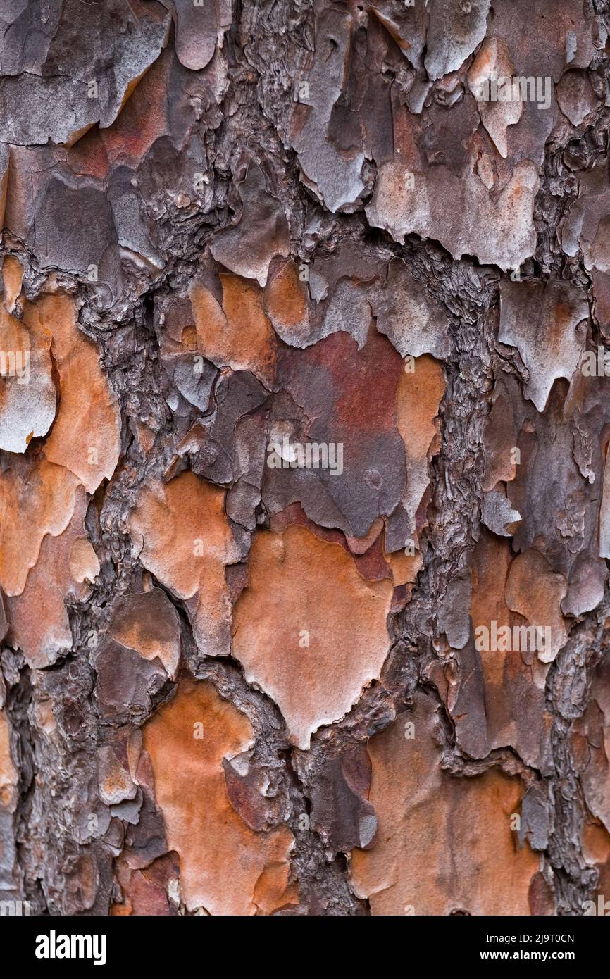 USA, Georgia, Savannah. Tree bark on a pine tree Stock Photo - Alamy