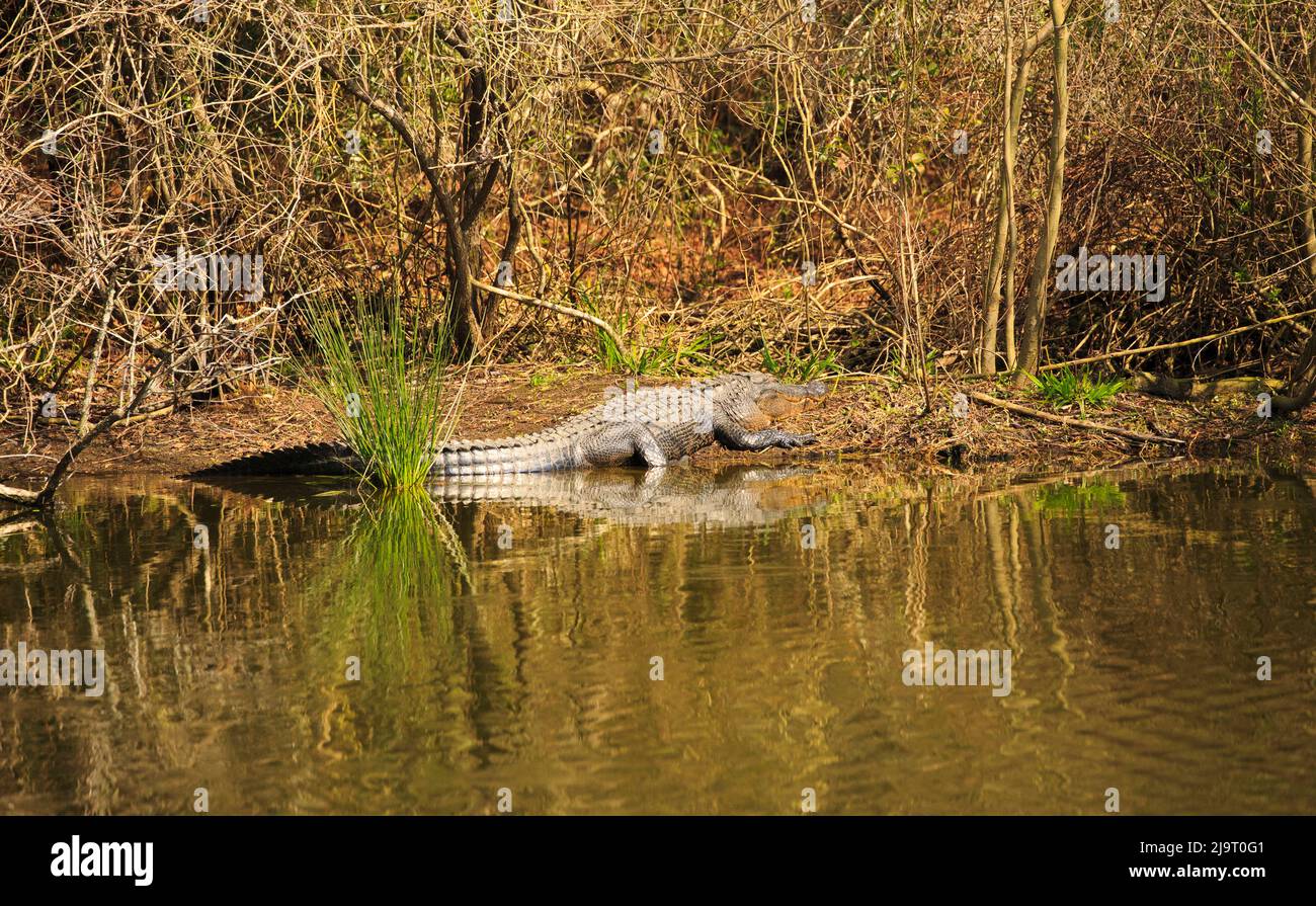 Harris neck national wildlife r hi-res stock photography and images - Alamy