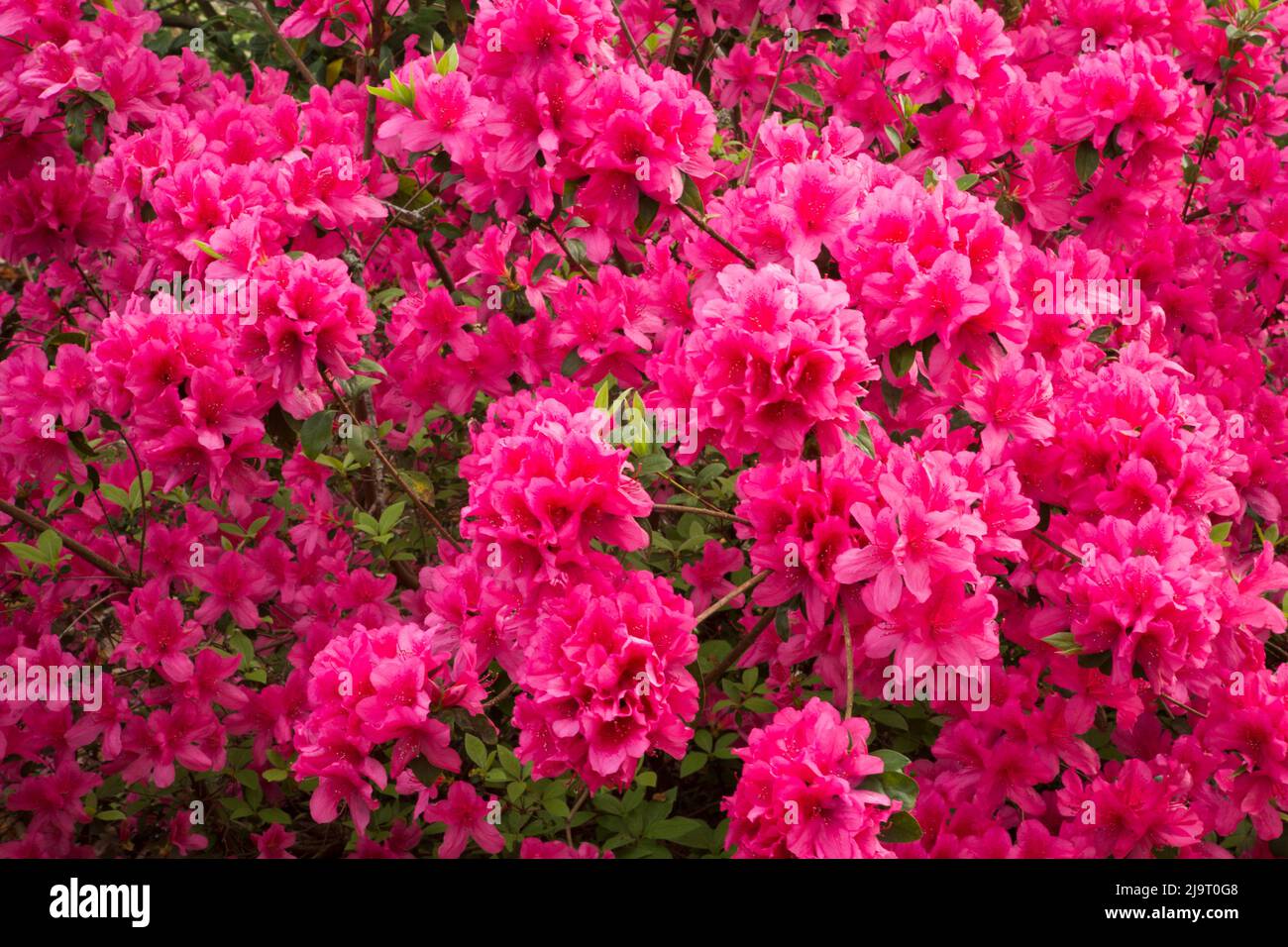 USA, Georgia, Savannah. Azaleas in bloom Stock Photo - Alamy