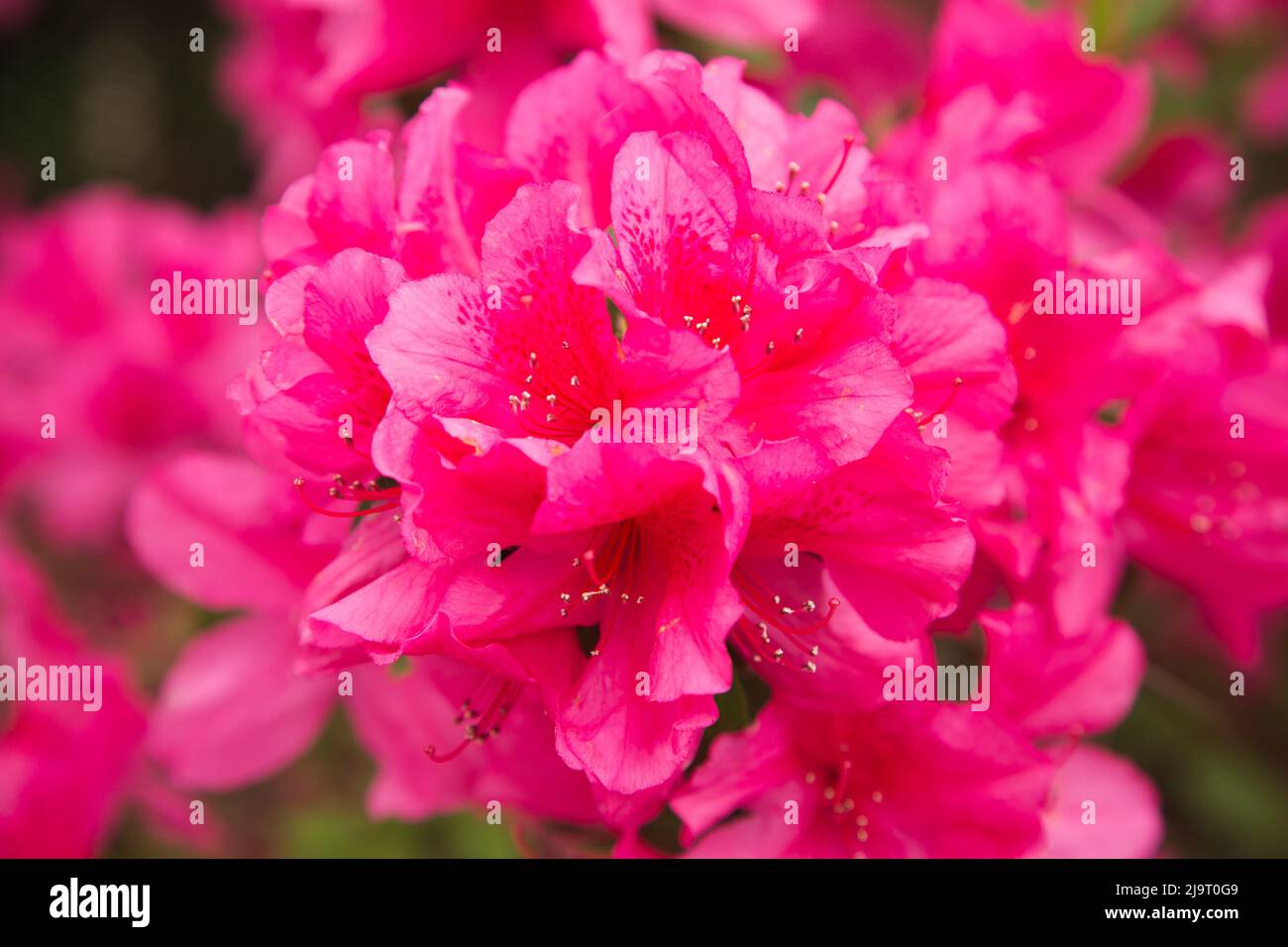USA, Georgia, Savannah. Azaleas in bloom Stock Photo - Alamy