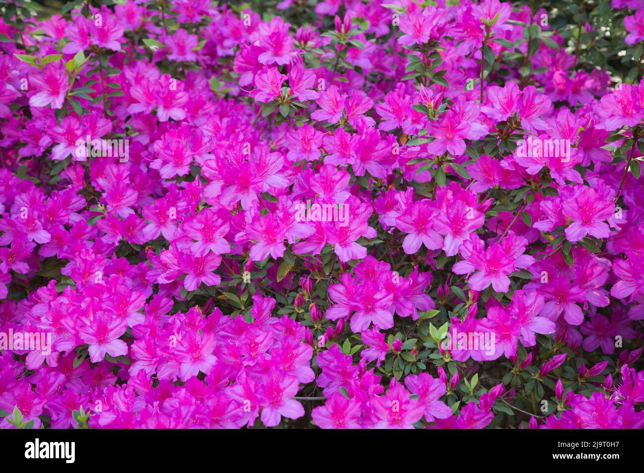 USA, Georgia, Savannah. Azaleas in bloom Stock Photo - Alamy