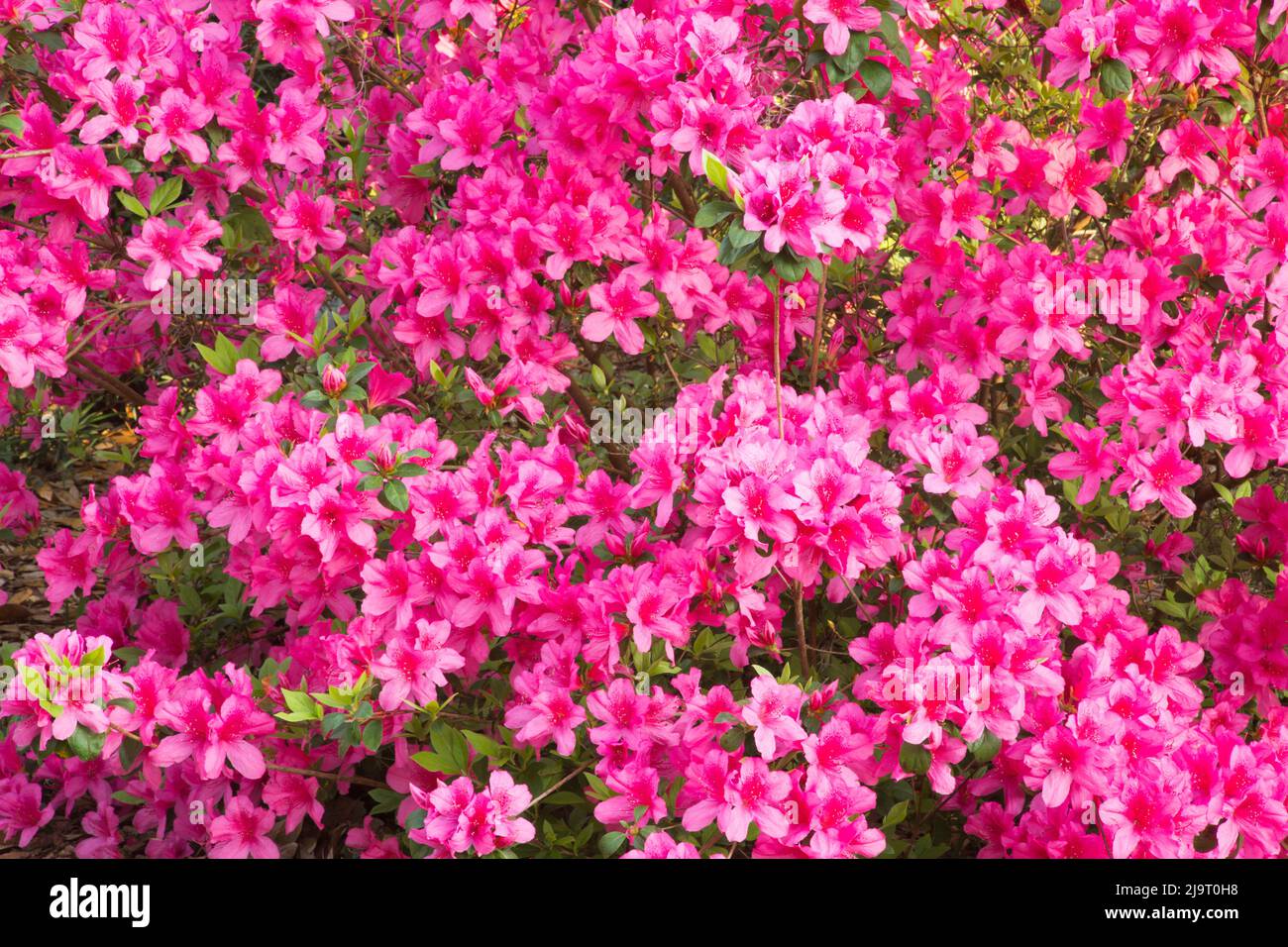 USA, Georgia, Savannah. Azaleas in bloom Stock Photo - Alamy
