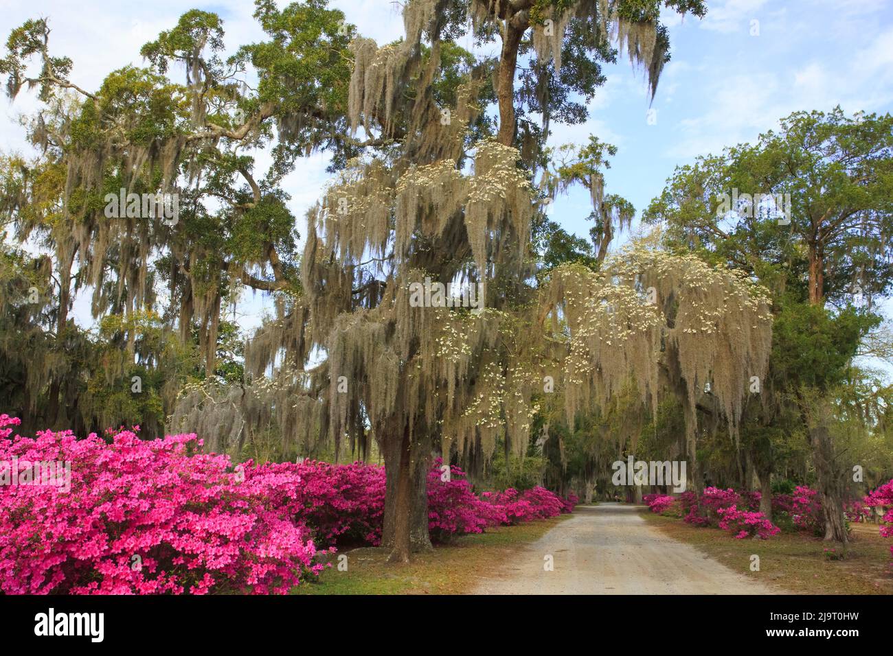 USA, Georgia, Savannah. Azaleas in bloom along drive at Bonaventure ...