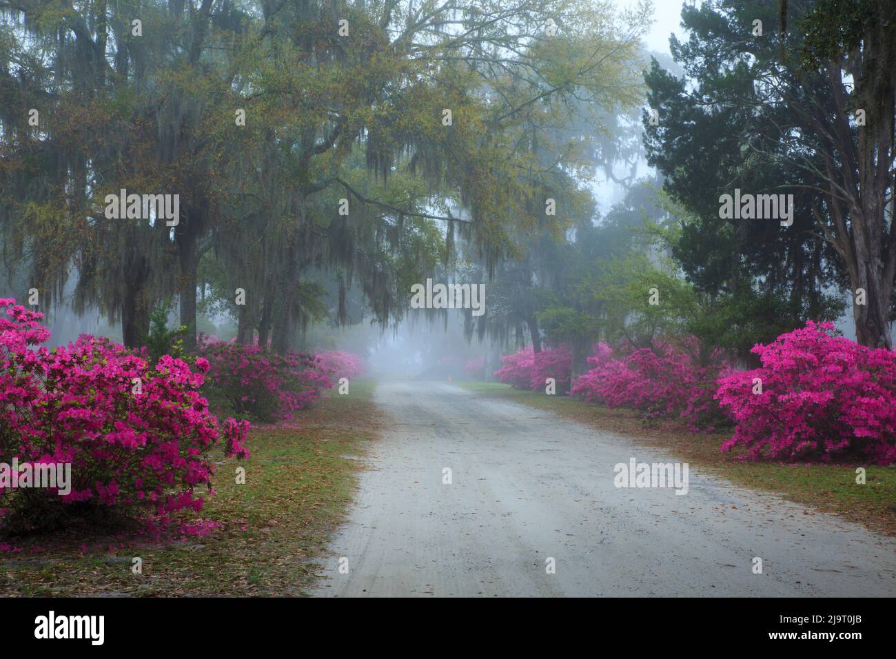 USA, Georgia, Savannah. Azaleas in bloom on foggy morning at ...