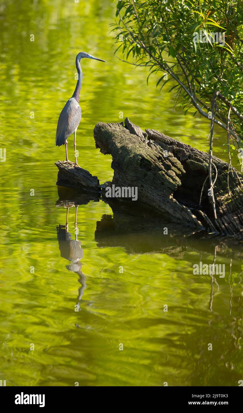 Harris neck national wildlife r hi-res stock photography and images - Alamy