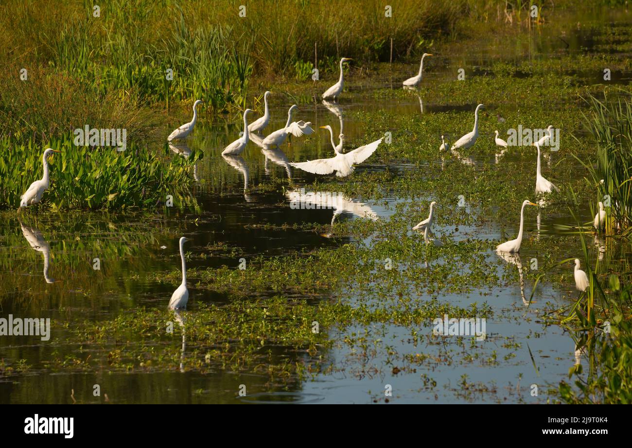 Harris neck national wildlife r hi-res stock photography and images - Alamy