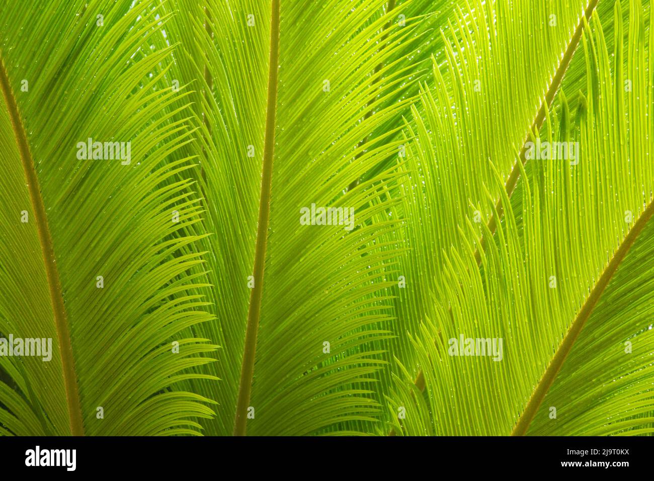 USA, Georgia, Savannah. Spring fronds on a sago palm Stock Photo - Alamy
