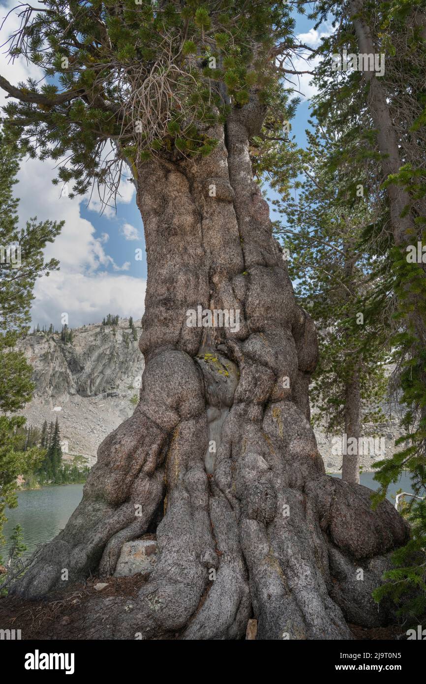 Gnarled old Whitebark Pine, Sawtooth Mountains, Idaho Stock Photo - Alamy