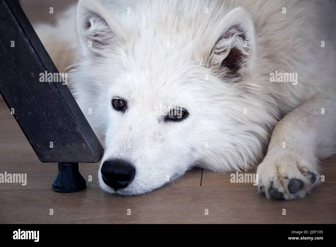 White domesticated arctic wolf lying down and resting on the floor ...