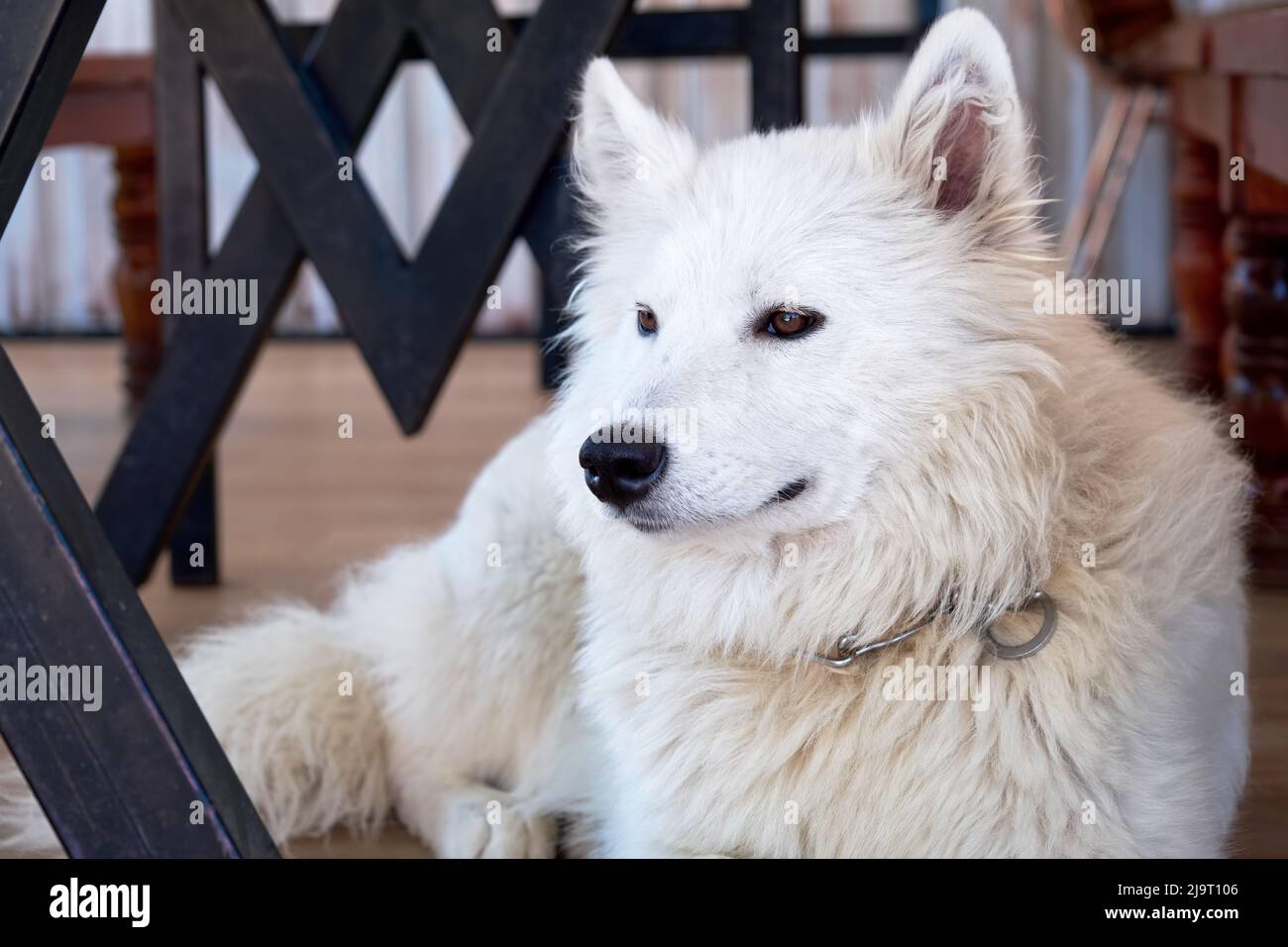 Wolf laying down hi-res stock photography and images - Alamy