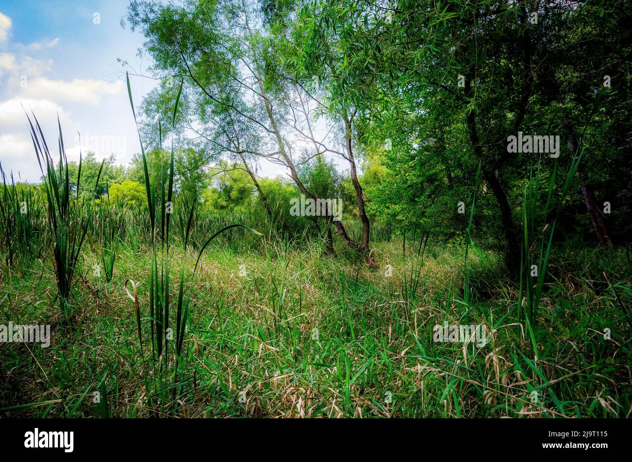 Marsh, Whitewater Memorial State Park, Indiana, USA Stock Photo - Alamy
