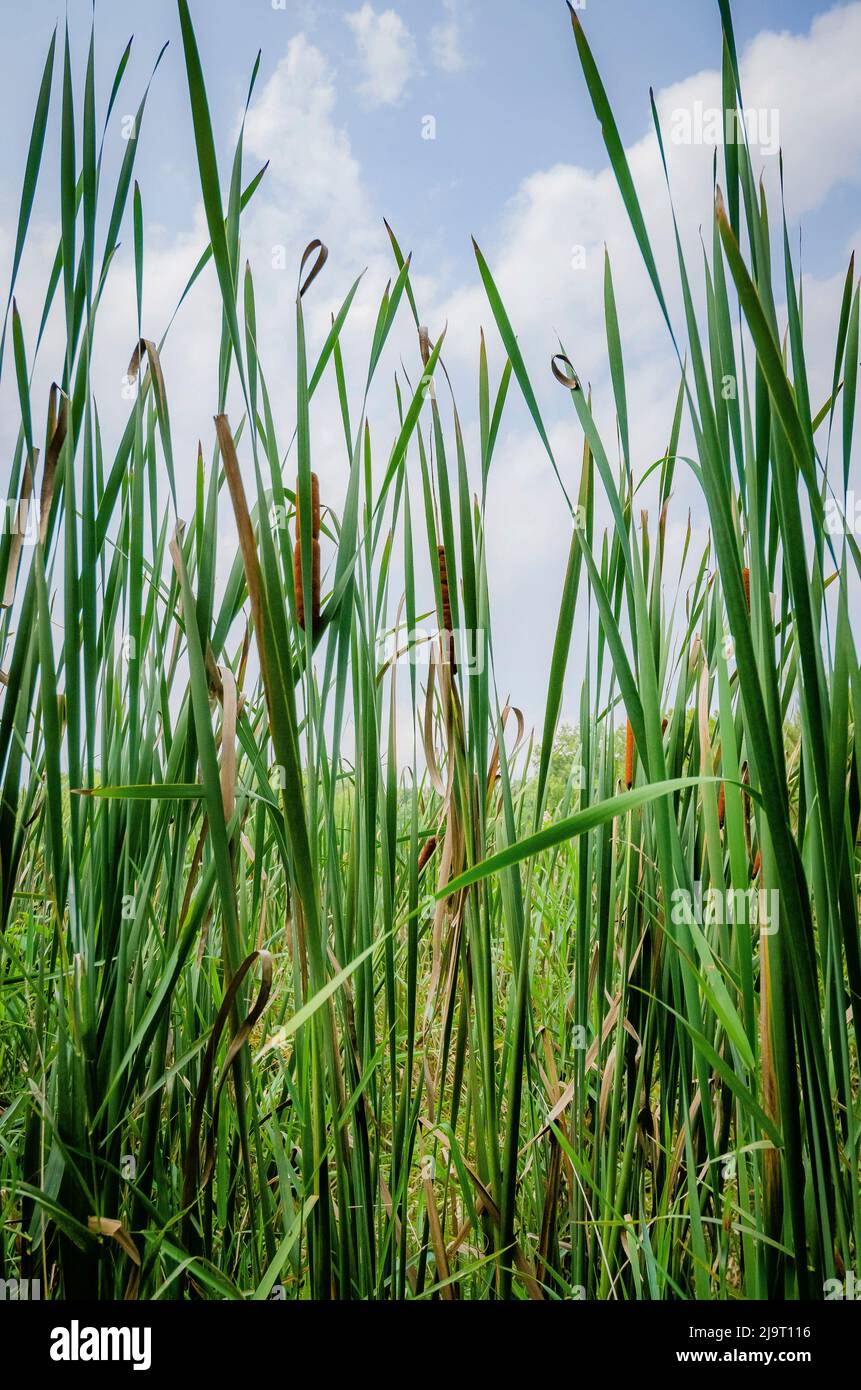 Cattails along the lake, Whitewater Memorial State Park, Indiana, USA ...