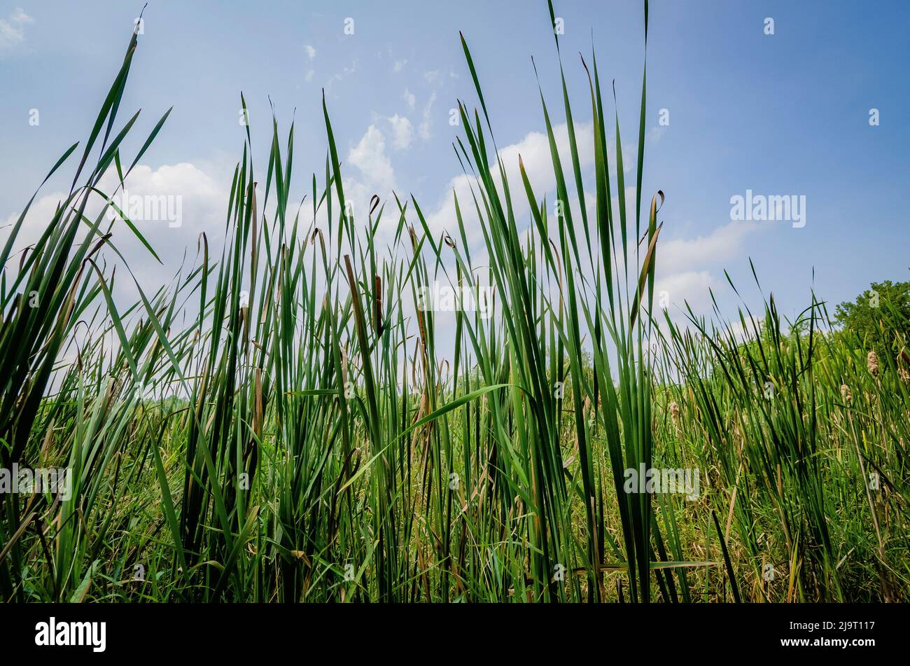 Cattails along the lake, Whitewater Memorial State Park, Indiana, USA ...