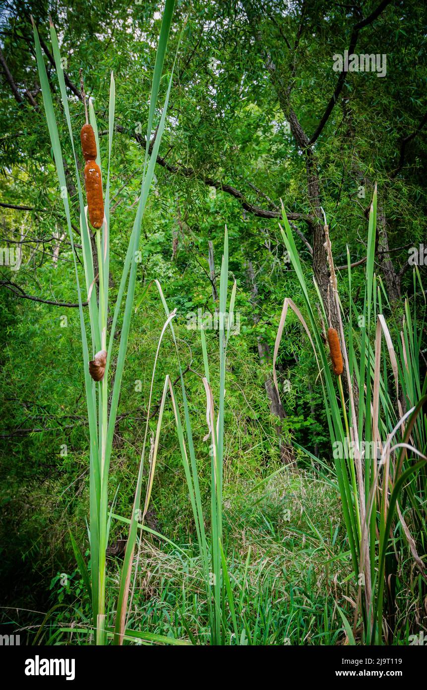 Cattails along the lake, Whitewater Memorial State Park, Indiana, USA ...