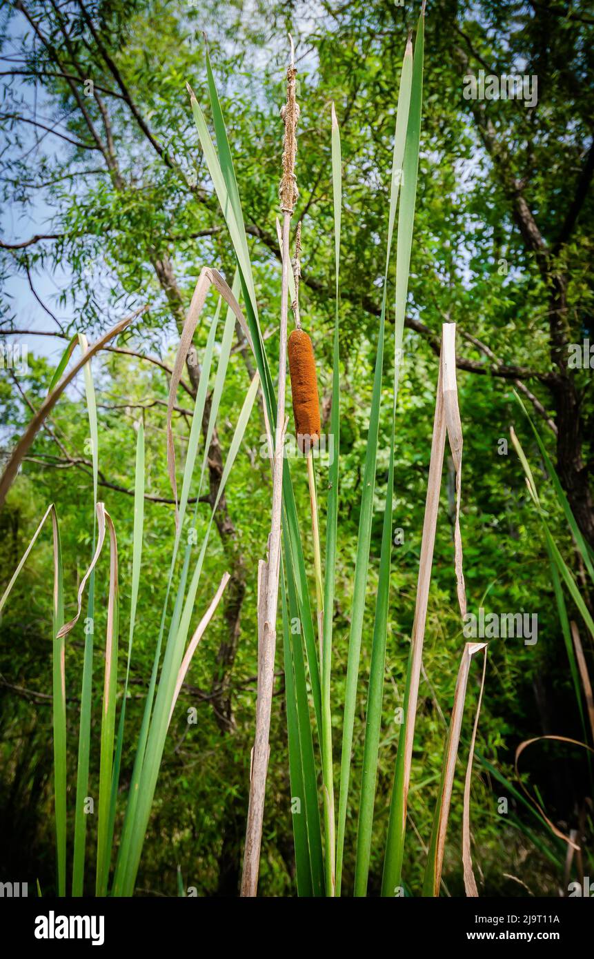 Cattails along the lake, Whitewater Memorial State Park, Indiana, USA ...