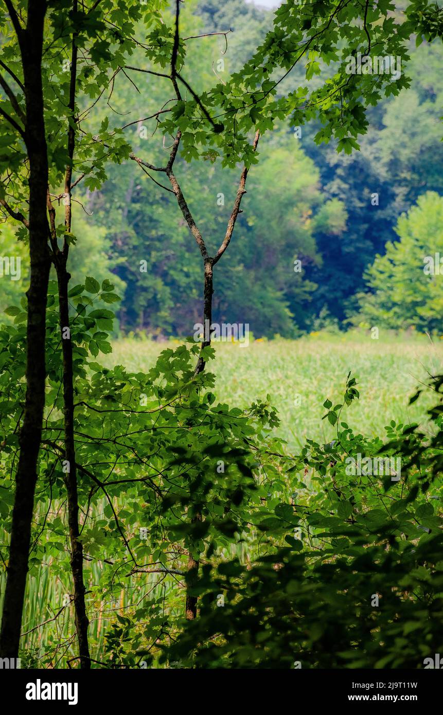 Trees, Whitewater Memorial State Park, Indiana, USA Stock Photo - Alamy