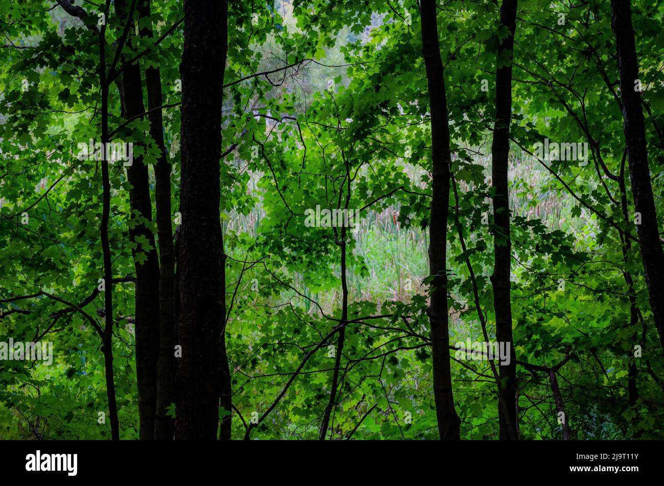 Trees, Whitewater Memorial State Park, Indiana, USA Stock Photo - Alamy
