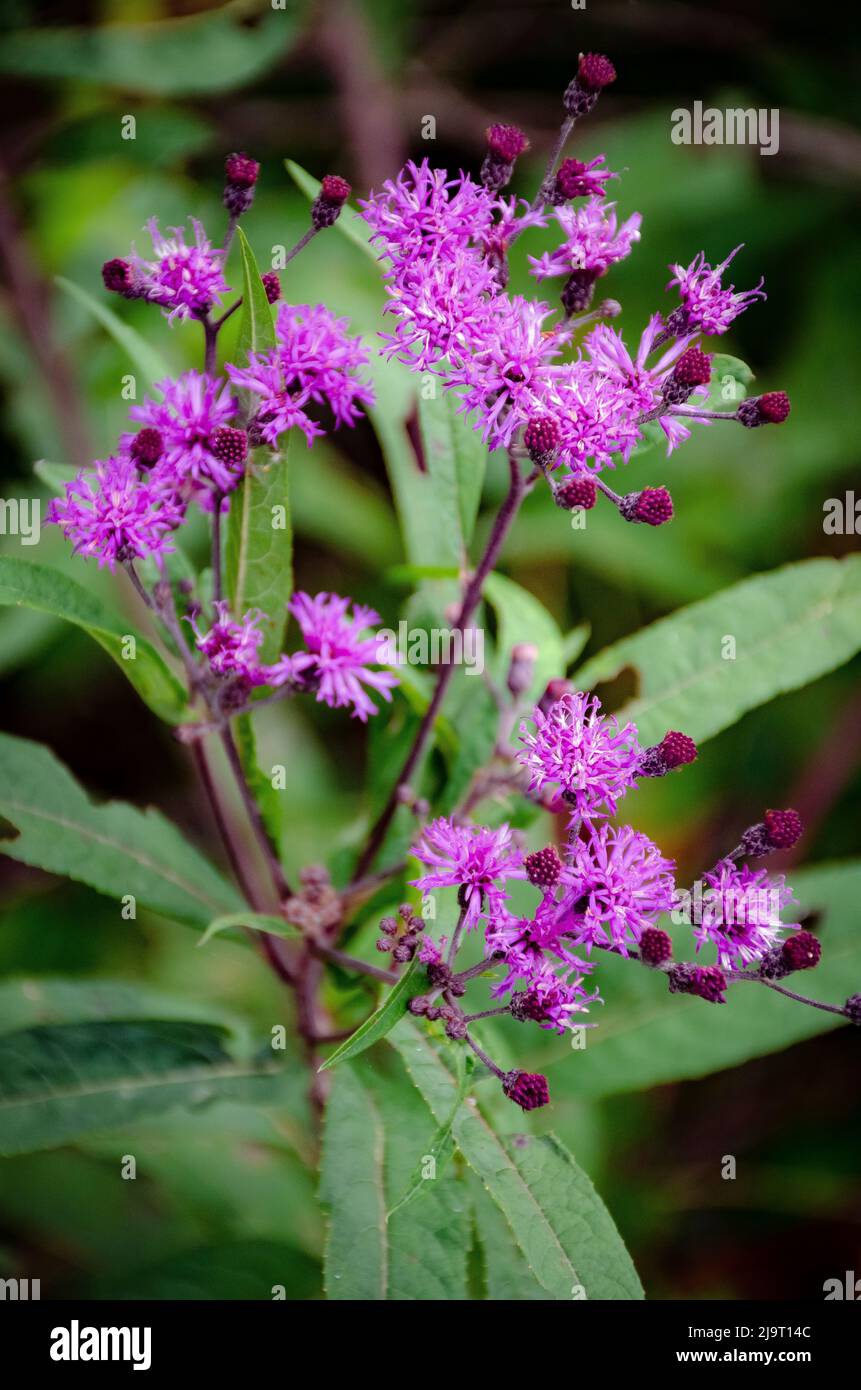 Purple wildflowers, Whitewater Memorial State Park, Indiana, USA Stock ...