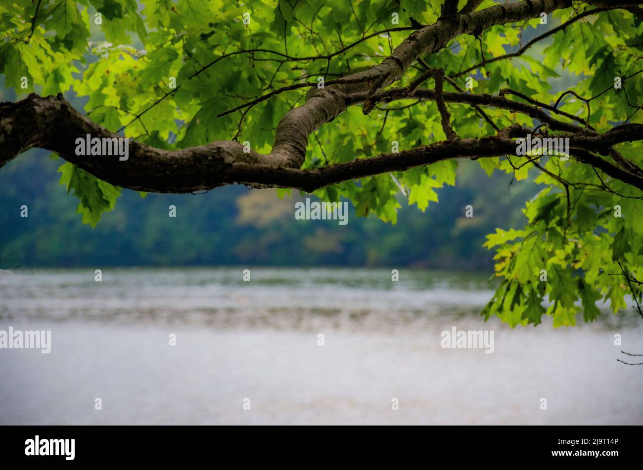 Whitewater Lake through the trees, Whitewater Memorial State Park ...